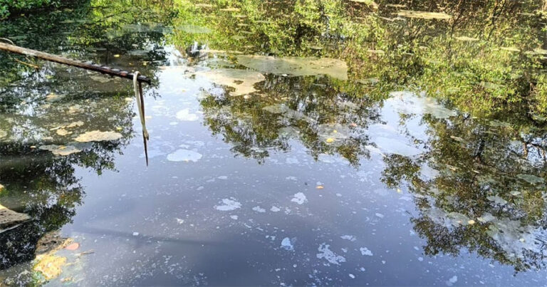 Dead Fish, Foul Stench in Phalguni River Spark Alarm Near Kuloor ...